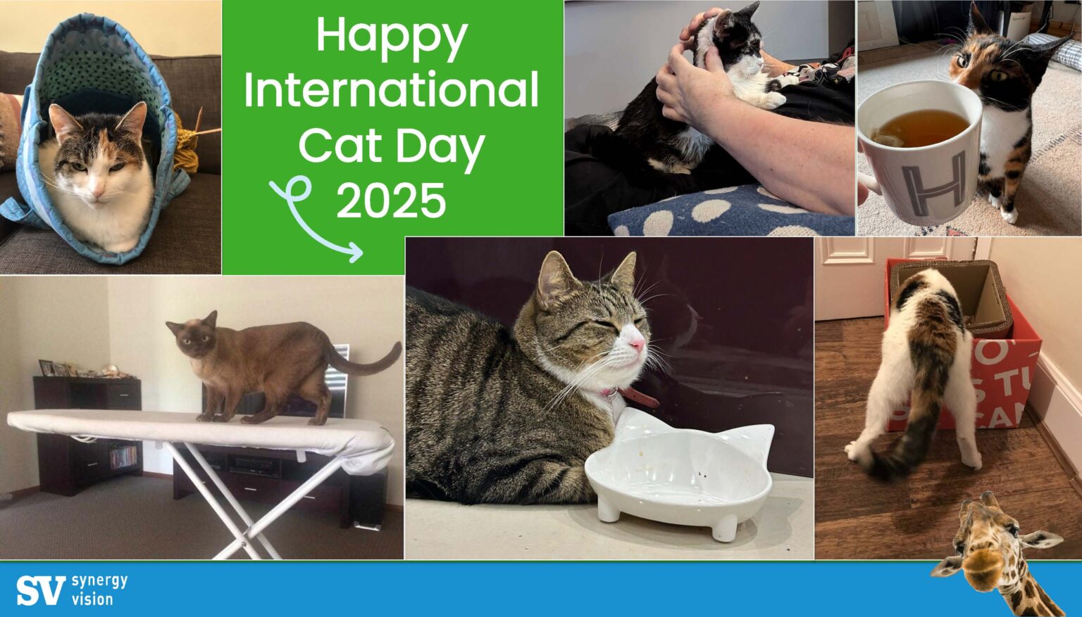 5 lessons from cats(!) for standout HCP education